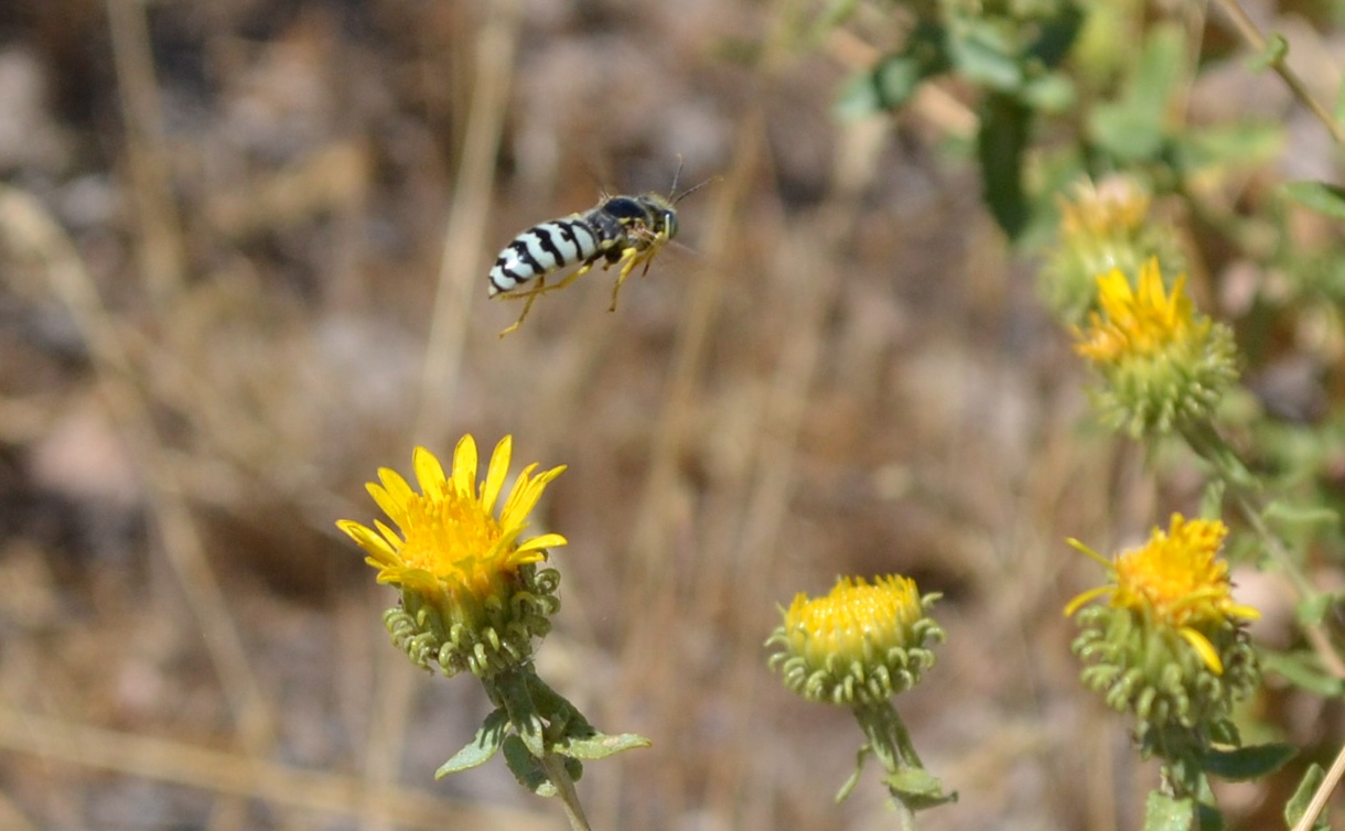 Invertebrates of Antelope Island | Utah State Parks