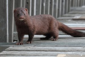 Visitor’s Center: Wasatch Mountain State Park | Utah State Parks